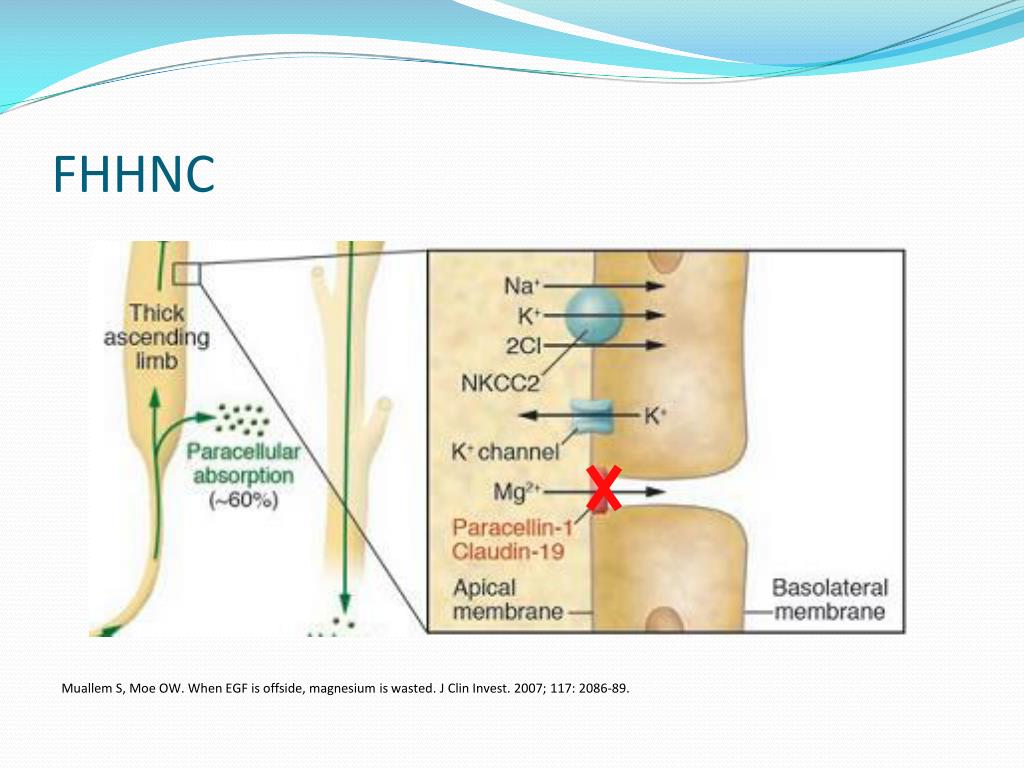 PPT - Hipomagnesemia de Origem Hereditária: revisão da literatura ...