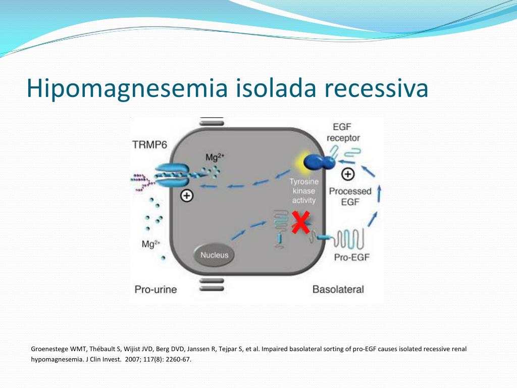 PPT - Hipomagnesemia de Origem Hereditária: revisão da literatura ...
