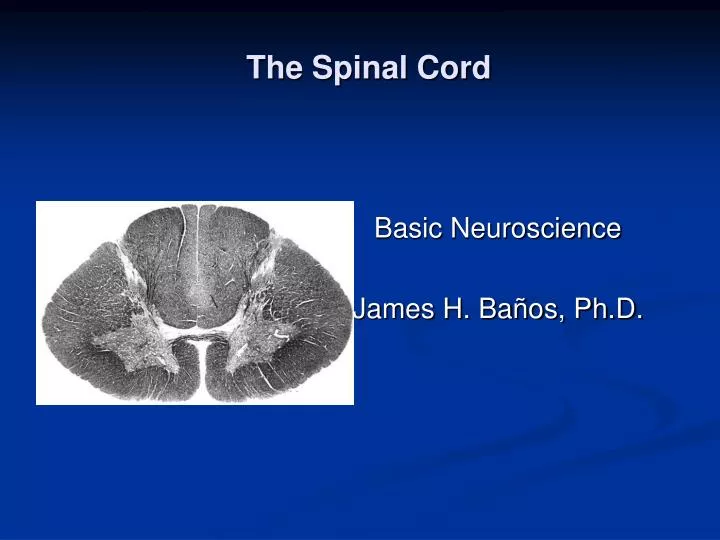 PPT - The Spinal Cord PowerPoint Presentation, free download - ID:891056