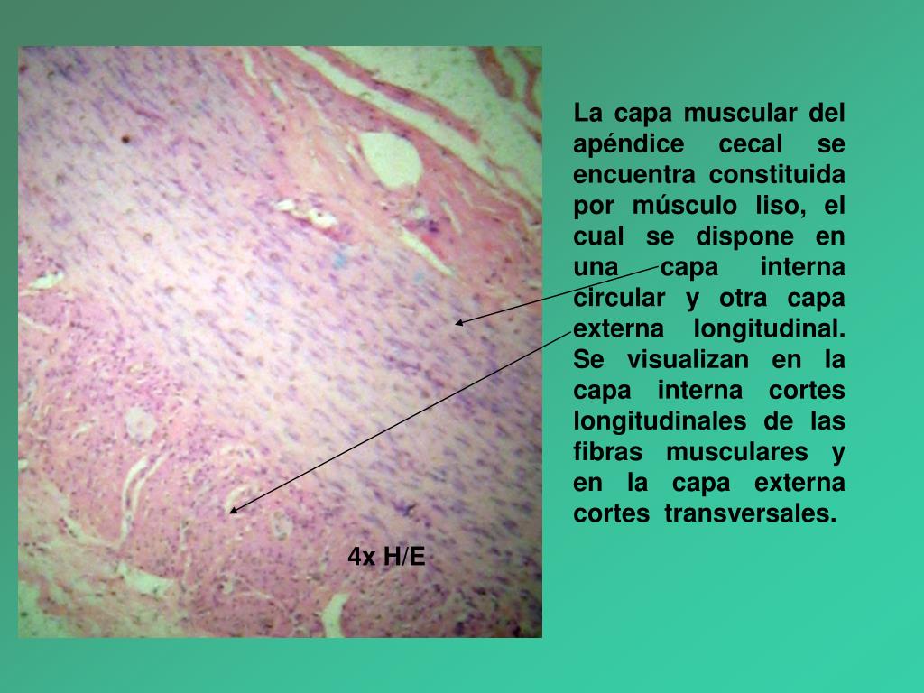 PPT - Universidad Nacional del Nordeste Facultad de Medicina Cátedra II ...