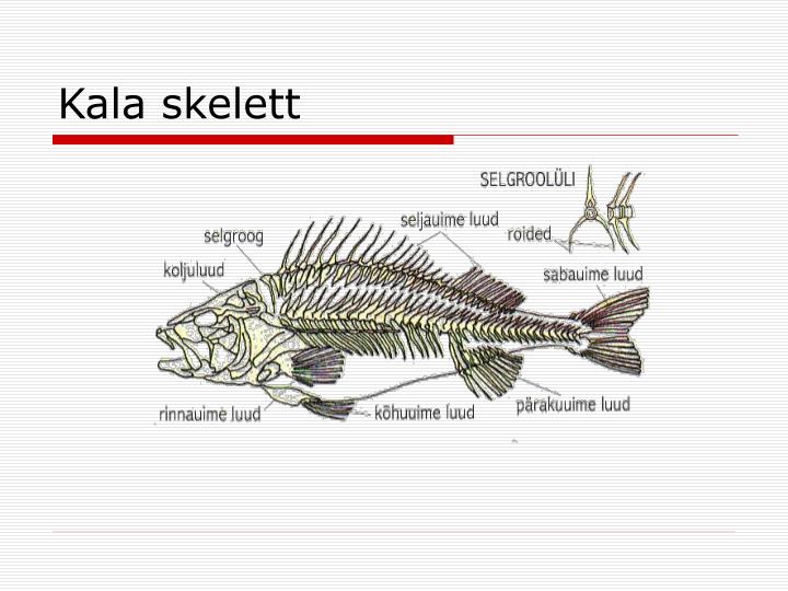 PPT - Kalade ehitus ja mitmekesisus PowerPoint Presentation - ID:891632