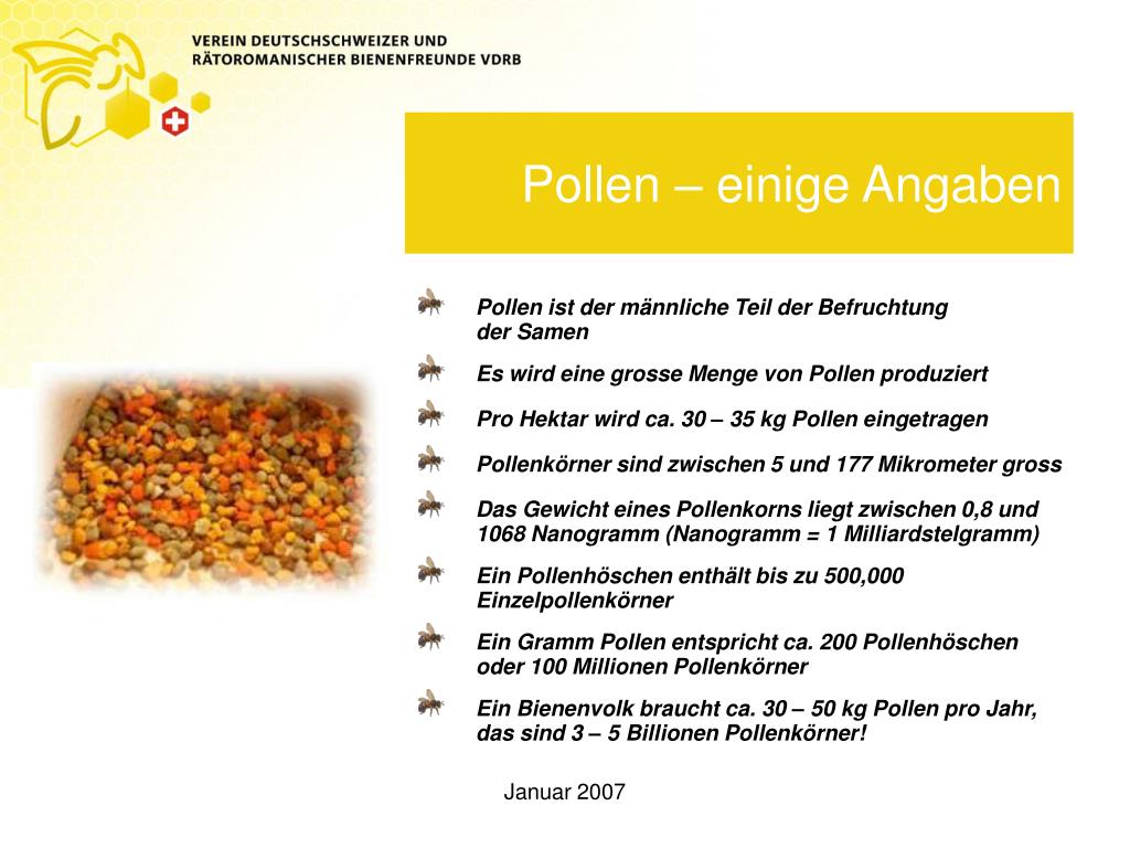 PPT - Pollen Powernahrung der Bienen Referent: Dieter Schürer (nach ...