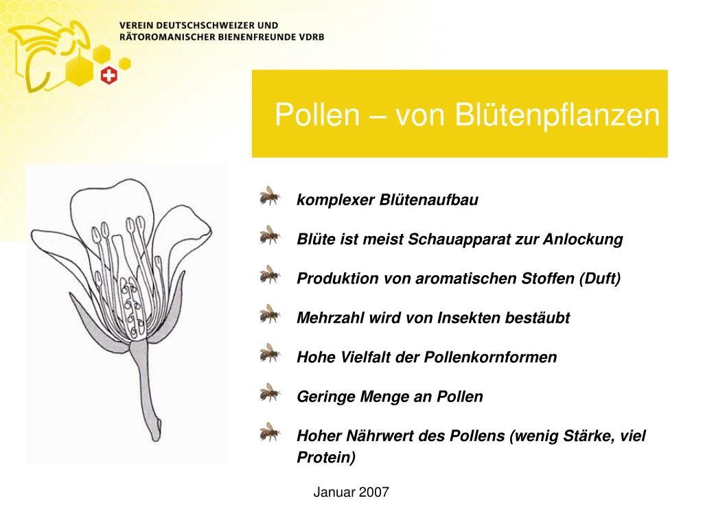 PPT - Pollen Powernahrung der Bienen Referent: Dieter Schürer (nach ...