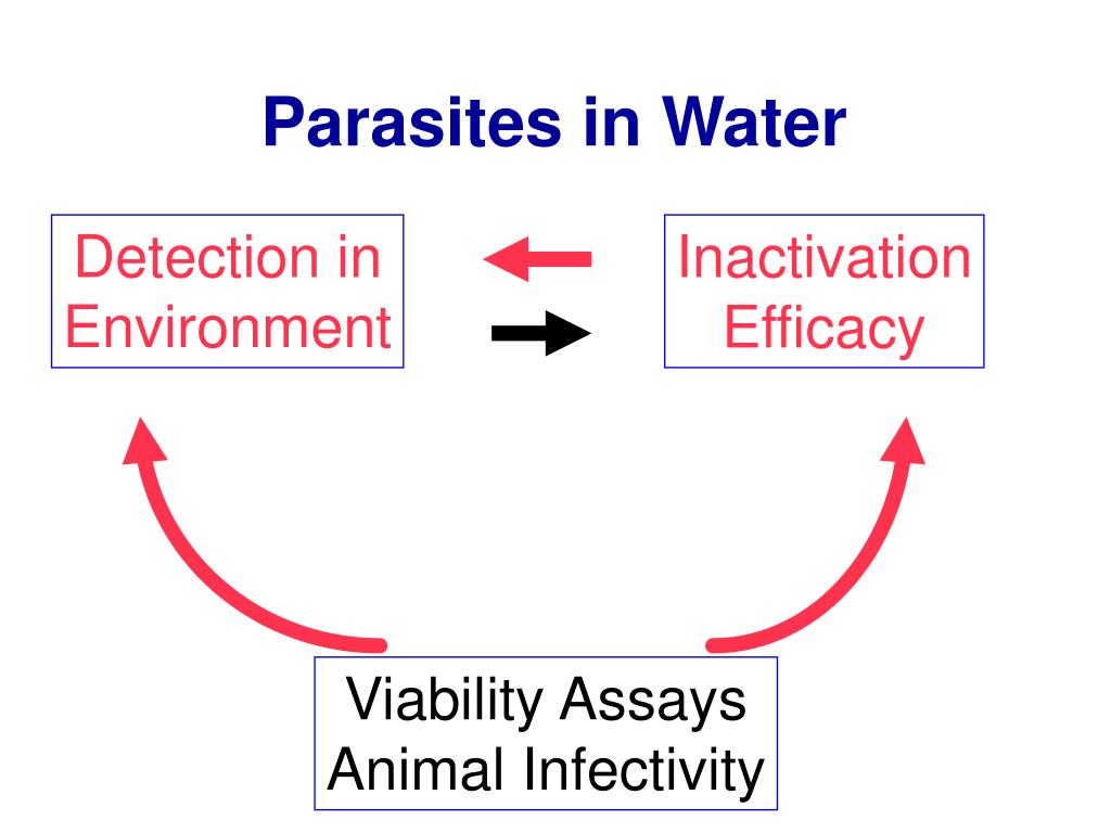 PPT - Biology and Control of Giardia and Cryptosporidium PowerPoint ...