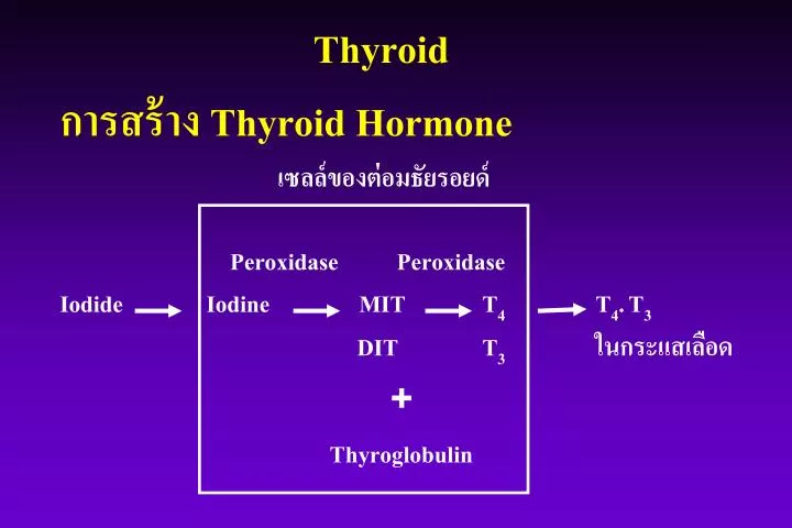 PPT - Thyroid PowerPoint Presentation, free download - ID:892424
