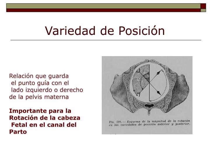 PPT - EL PARTO PowerPoint Presentation - ID:892498