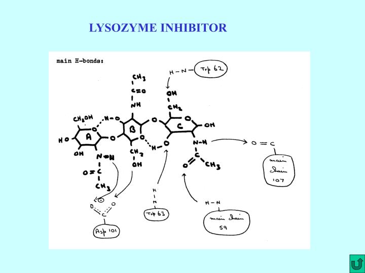 PPT - CELLULAR BIOCHEMISTRY PROTEINS AND ENZYMES - LECTURE 8 ENZYMES ...