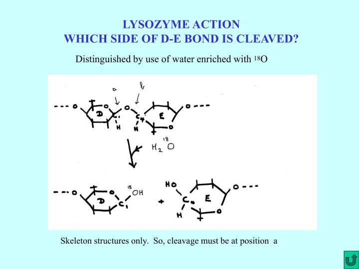 PPT - CELLULAR BIOCHEMISTRY PROTEINS AND ENZYMES - LECTURE 8 ENZYMES ...