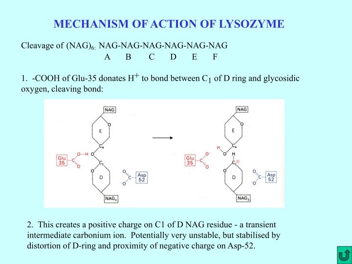 PPT - CELLULAR BIOCHEMISTRY PROTEINS AND ENZYMES - LECTURE 8 ENZYMES ...