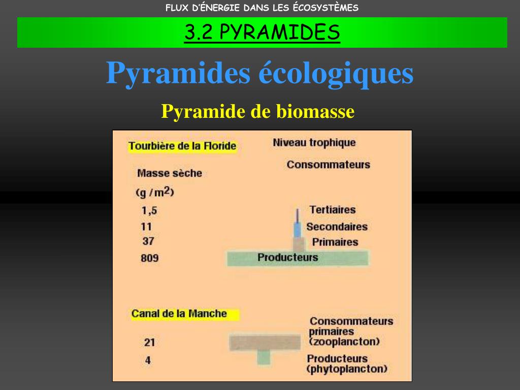 PPT - FLUX D ’ÉNERGIE DANS LES ÉCOSYSTÈMES PowerPoint Presentation - ID ...