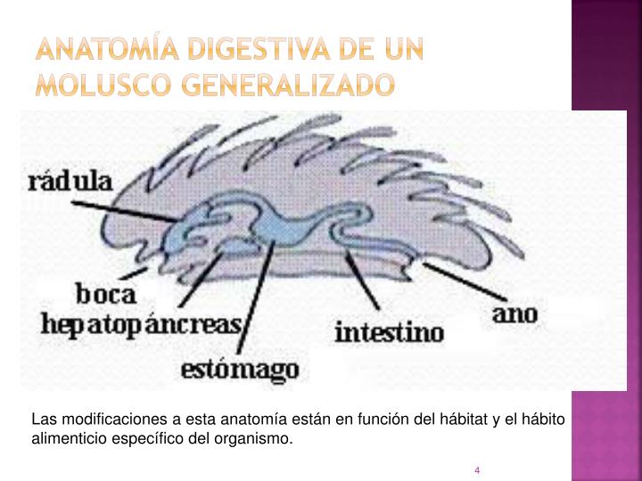 PPT - Fisiología Digestiva en Moluscos PowerPoint Presentation - ID:893285