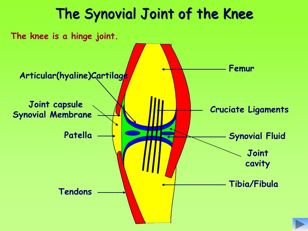 Synovial Knee Joint Anatomy