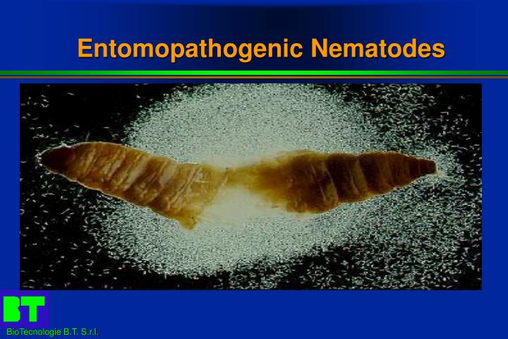 PPT - Entomopathogenic nematodes in biological control: reality and ...