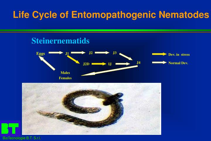 PPT - Entomopathogenic nematodes in biological control: reality and ...
