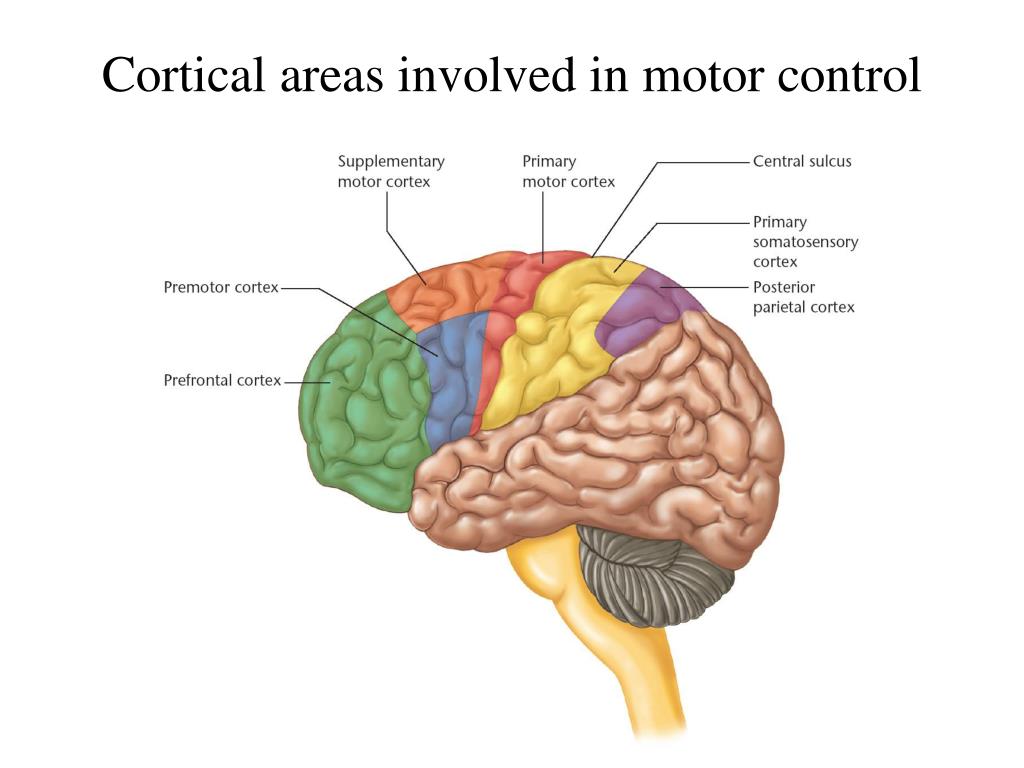 PPT Motor Cortex PowerPoint Presentation Free Download ID 895708 PPT Motor Cortex PowerPoint Presentation Free Download ID 895708