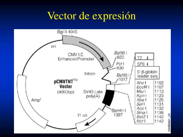 PPT - TRANSFECCIONES Maestría en Biología Molecular Médica 2006 ...