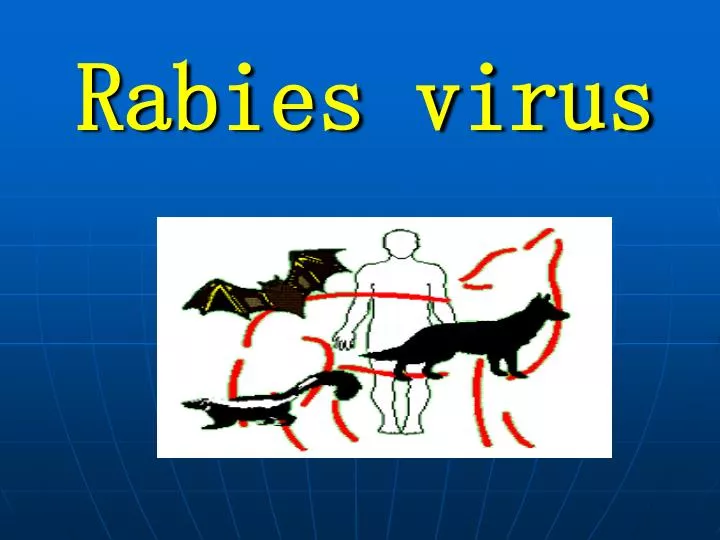 PPT - Rabies virus PowerPoint Presentation, free download - ID:896308
