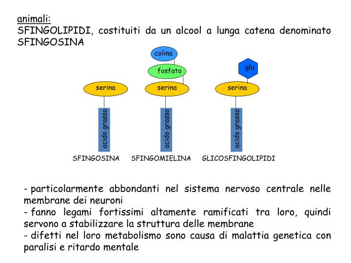 PPT - MECCANISMI DI TRASPORTO ATTRAVERSO LA MEMBRANA PowerPoint ...