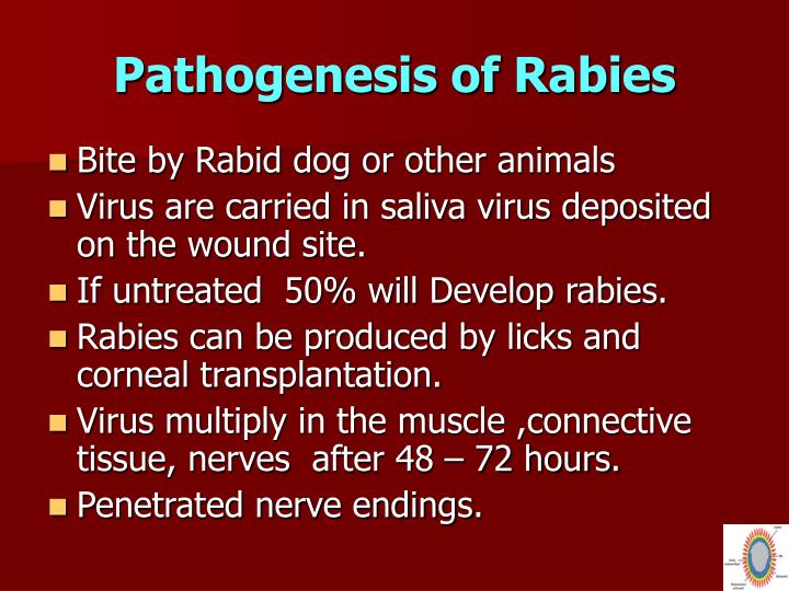 PPT - Rabies PowerPoint Presentation - ID:8972