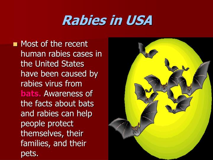 PPT - Rabies PowerPoint Presentation - ID:8972