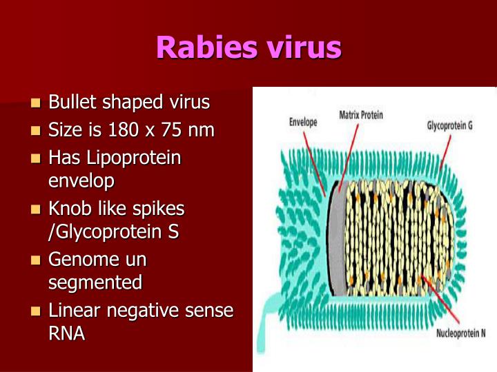 PPT - Rabies PowerPoint Presentation - ID:8972