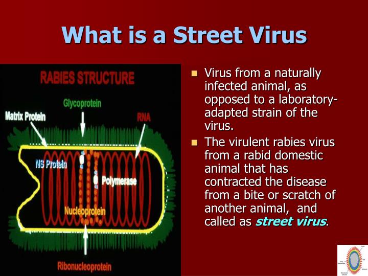 PPT - Rabies PowerPoint Presentation - ID:8972