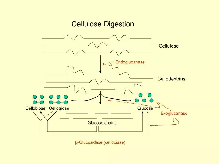 PPT - Cellulose Digestion PowerPoint Presentation, free download - ID ...