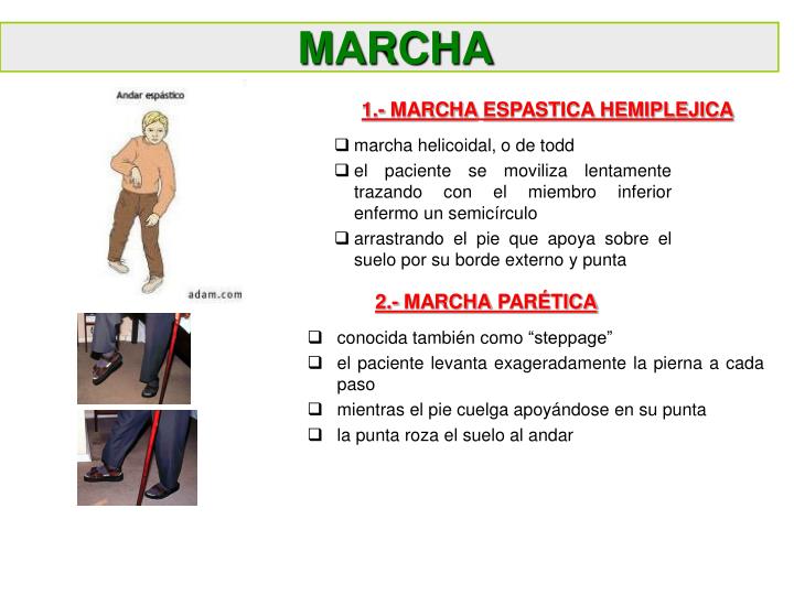 PPT - SEMIOLOGIA NEUROLOGICA PowerPoint Presentation - ID:897645