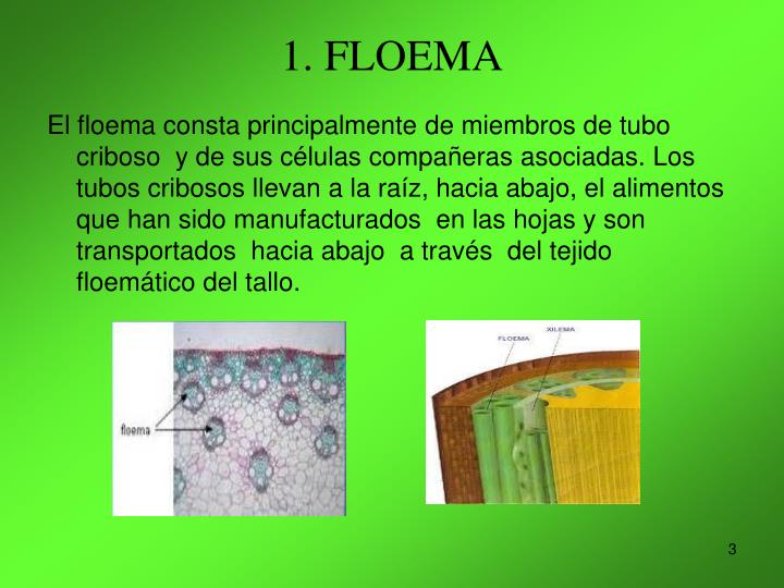 PPT - GRUPO 5 Jorge Cervantes Vázquez Estela Molina Soutullo Adriana ...