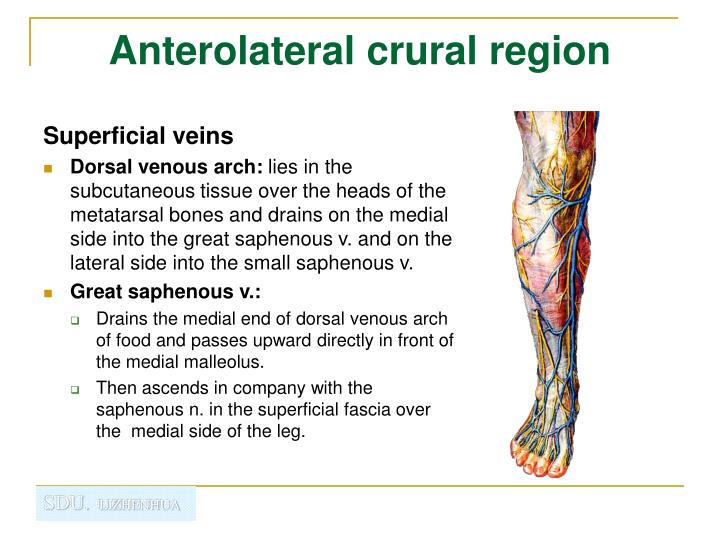 PPT - Regional anatomy of the lower limb PowerPoint Presentation - ID ...