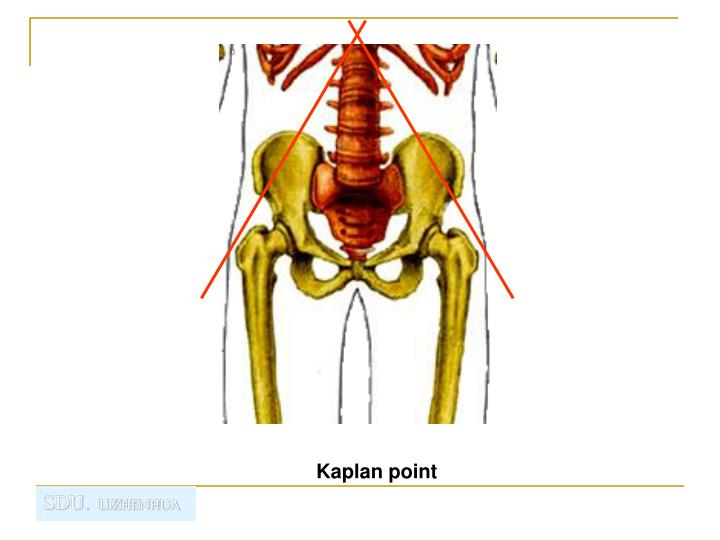 PPT - Regional anatomy of the lower limb PowerPoint Presentation - ID ...