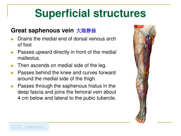 Superficial Definition Anatomy