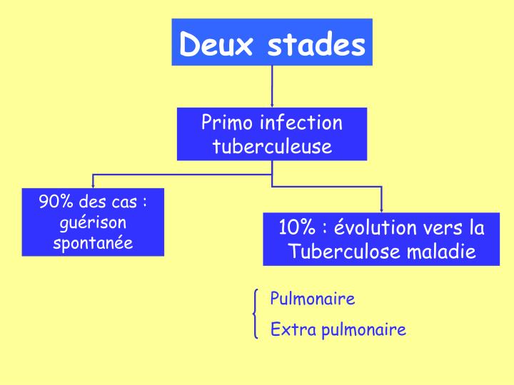 PPT - Tuberculose PowerPoint Presentation - ID:900108