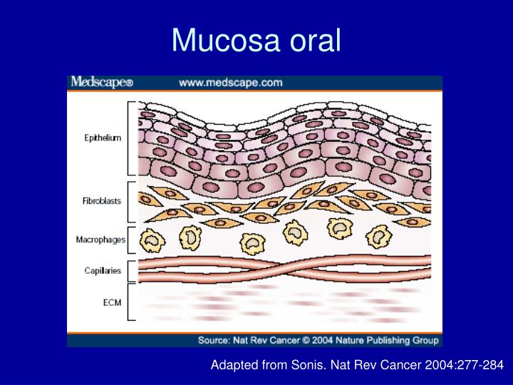 PPT - Mucositis oral por quimioterapia PowerPoint Presentation - ID:900185