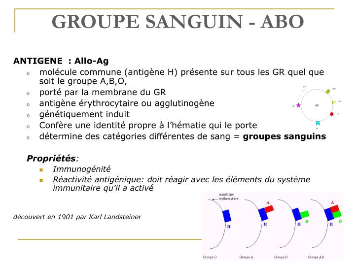 PPT - LES GROUPES SANGUINS PowerPoint Presentation - ID:901087