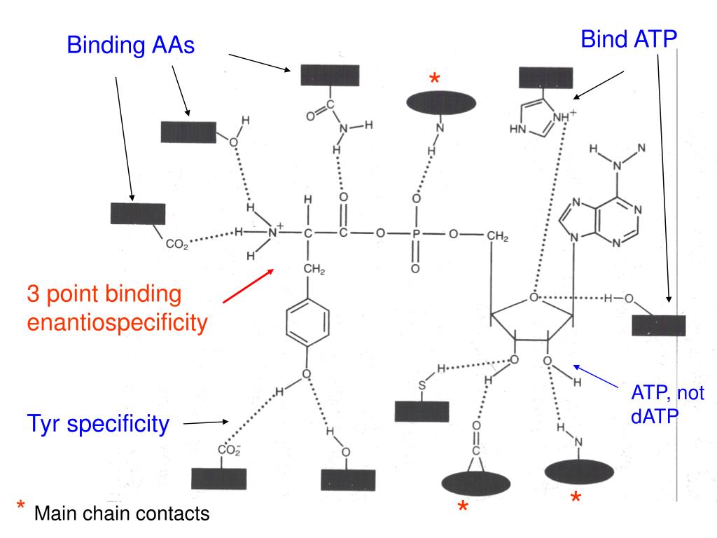 PPT - Three-Point Binding Model PowerPoint Presentation, free download ...