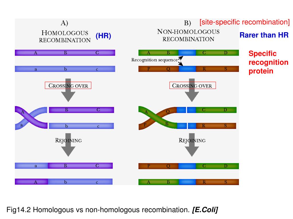 PPT - Recombination and Repair PowerPoint Presentation, free download ... PPT - Recombination and Repair PowerPoint Presentation, free download ...