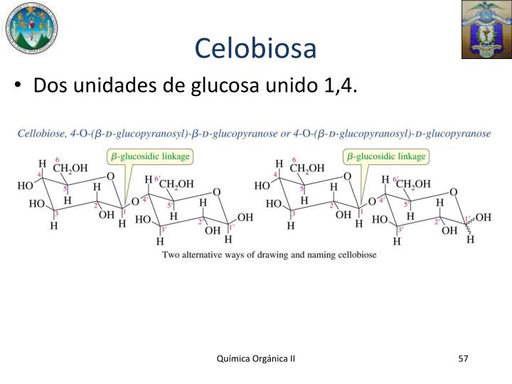 PPT - Carbohidratos PowerPoint Presentation - ID:902278
