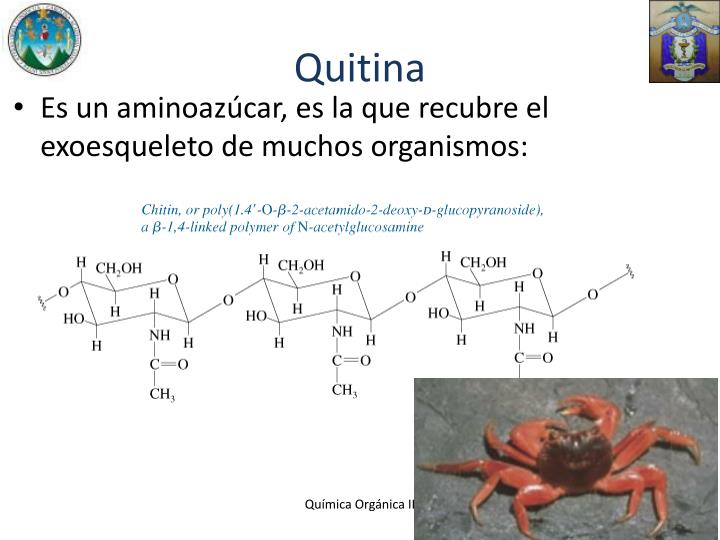 PPT - Carbohidratos PowerPoint Presentation - ID:902278