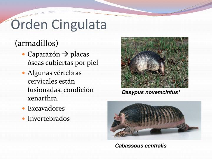 PPT - Clase Mammalia PowerPoint Presentation - ID:902460