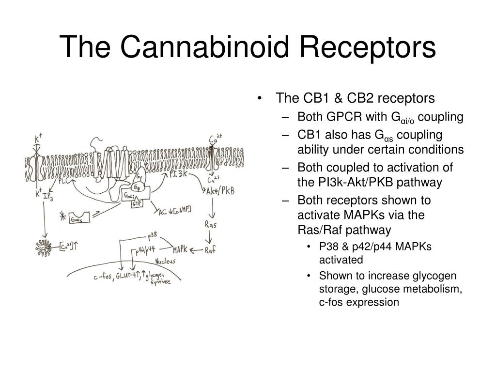 PPT - Diabetes & The Endocannabinoid System: Prospects For Therapeutic ...