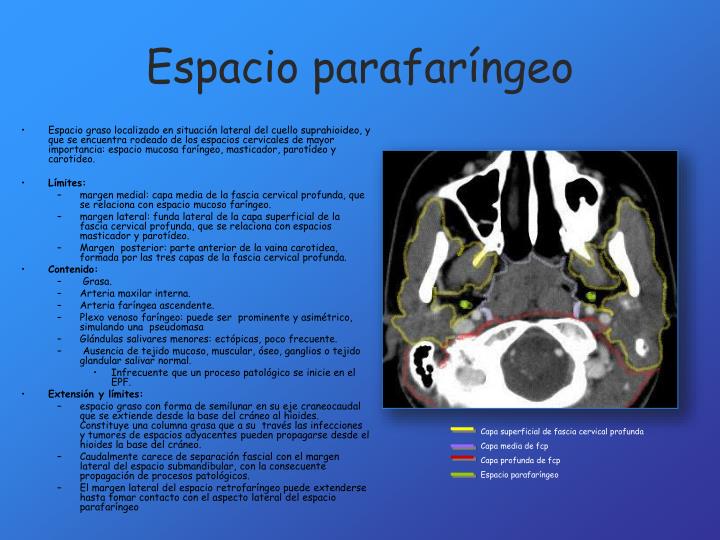 PPT - Anatomía cervical PowerPoint Presentation - ID:903406