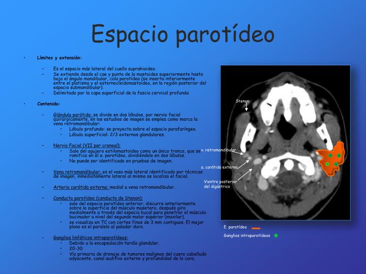PPT - Anatomía cervical PowerPoint Presentation - ID:903406