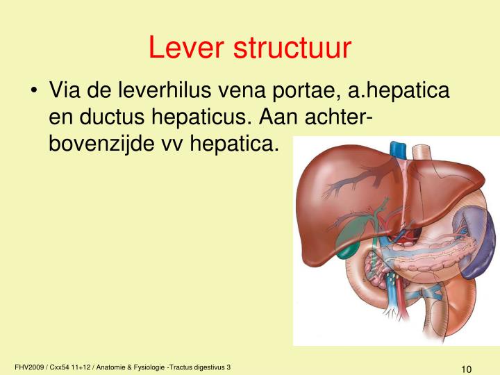 PPT - Tractus digestivus 3 Spijsvertering 3 PowerPoint Presentation ...