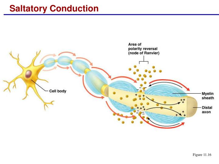 PPT - Nerve Fiber Classification PowerPoint Presentation - ID:904702