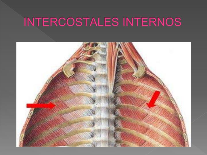 PPT - MUSCULOS DEL TORAX, ESPALDA Y COLUMNA VERTEBRAL PowerPoint ...