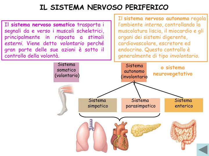PPT - IL SISTEMA NERVOSO PowerPoint Presentation - ID:904736