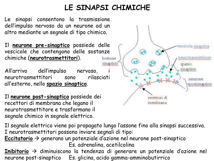 PPT - IL SISTEMA NERVOSO PowerPoint Presentation - ID:904736