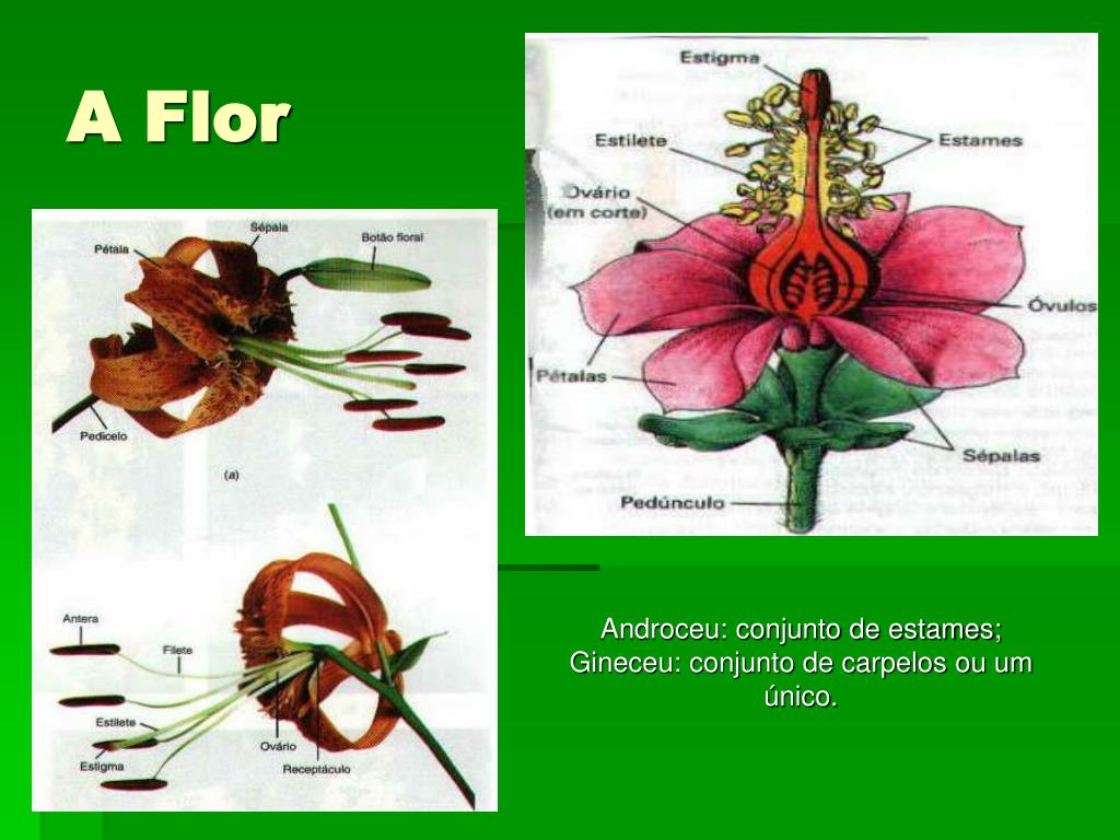 PPT - Características Gerais das Plantas PowerPoint Presentation, free ...
