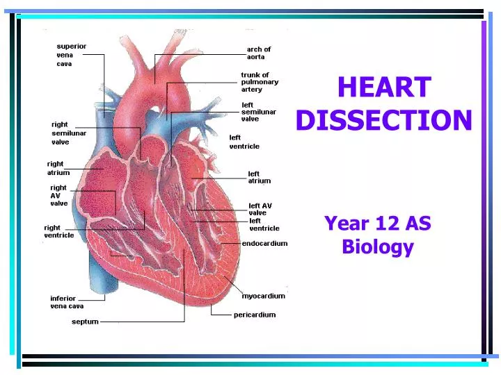 PPT HEART DISSECTION PowerPoint Presentation Free Download ID 908146 PPT HEART DISSECTION PowerPoint Presentation Free Download ID 908146